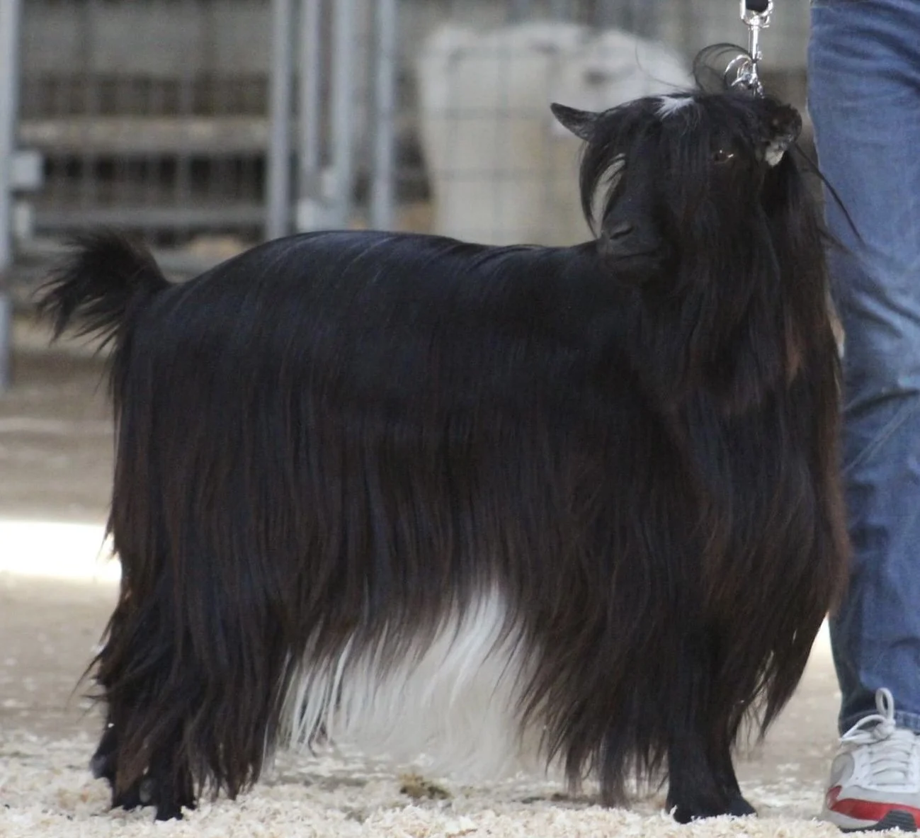 Frassenei Farms Myotonics & Mini-Silky Fainting Goats. — Frassenei Farms