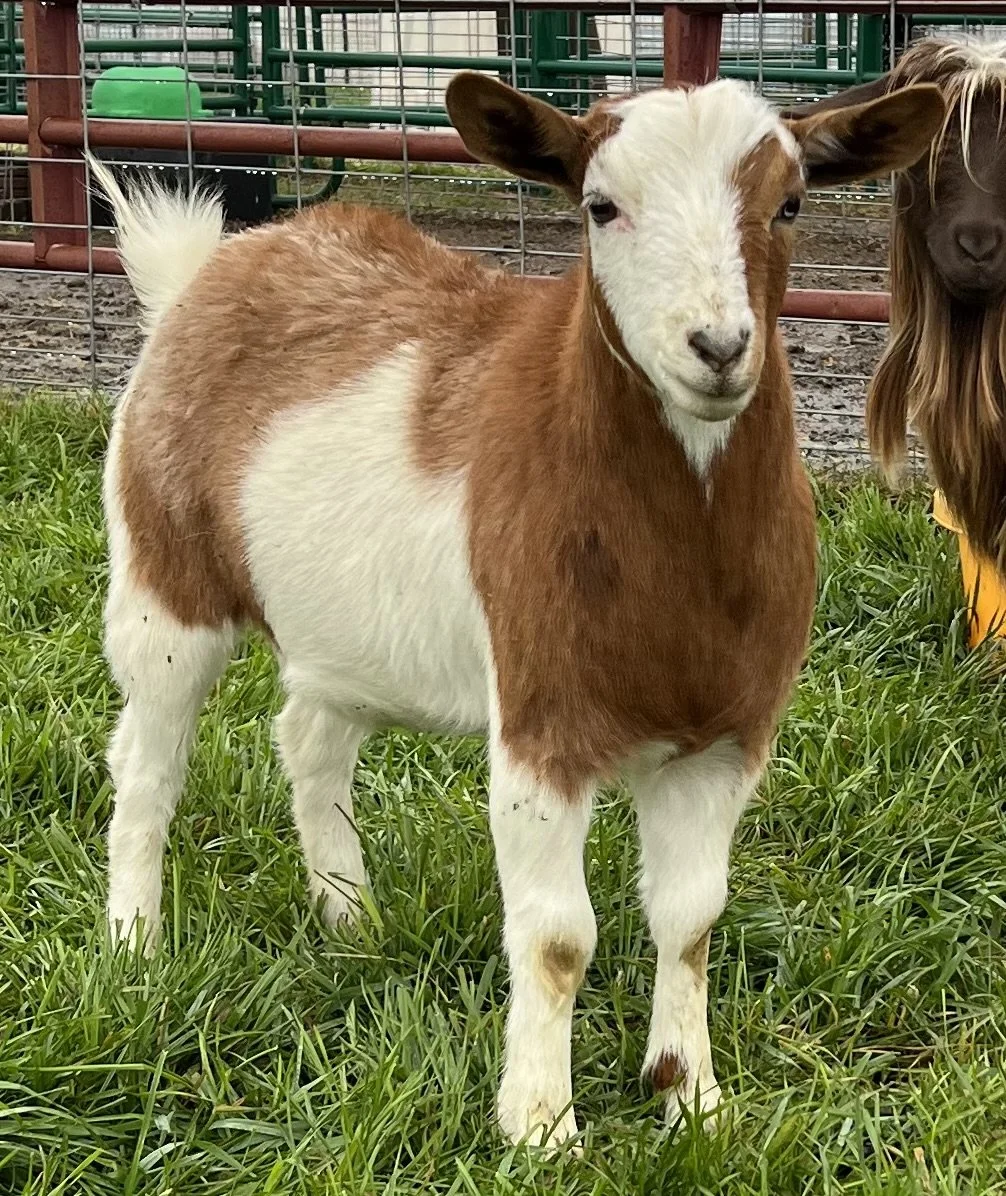 Miniature Myotonics — Frassenei Farms