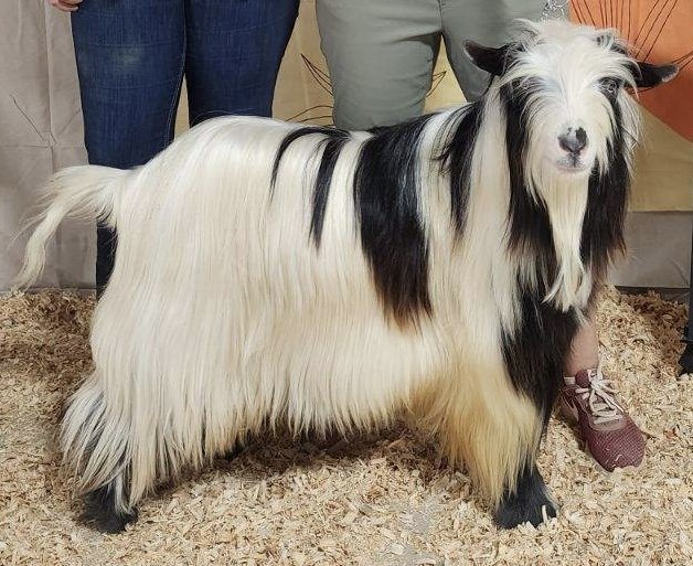 Frassenei Farms Myotonics & Mini-Silky Fainting Goats. — Frassenei Farms