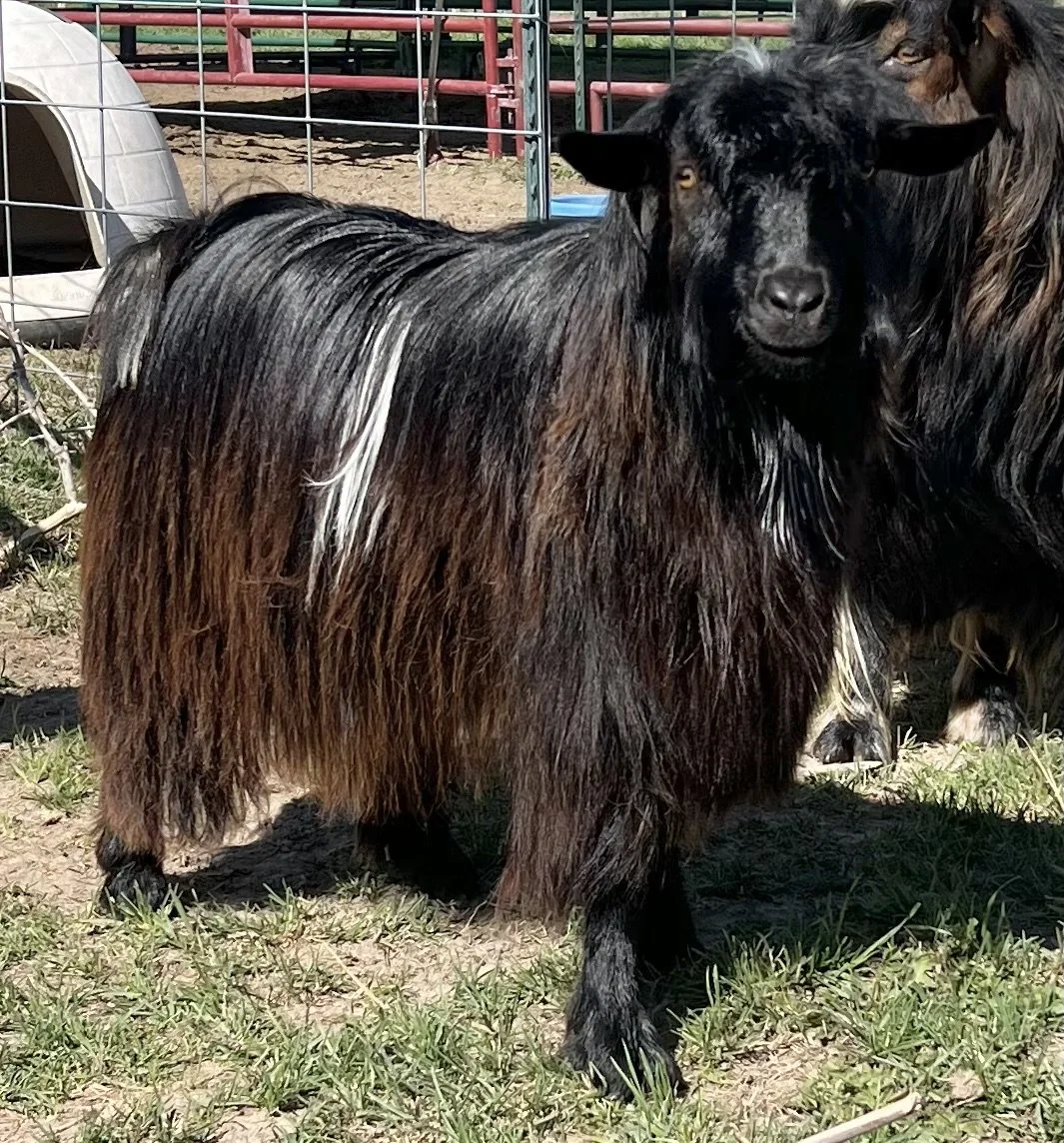Frassenei Farms Myotonics & Mini-Silky Fainting Goats. — Frassenei Farms