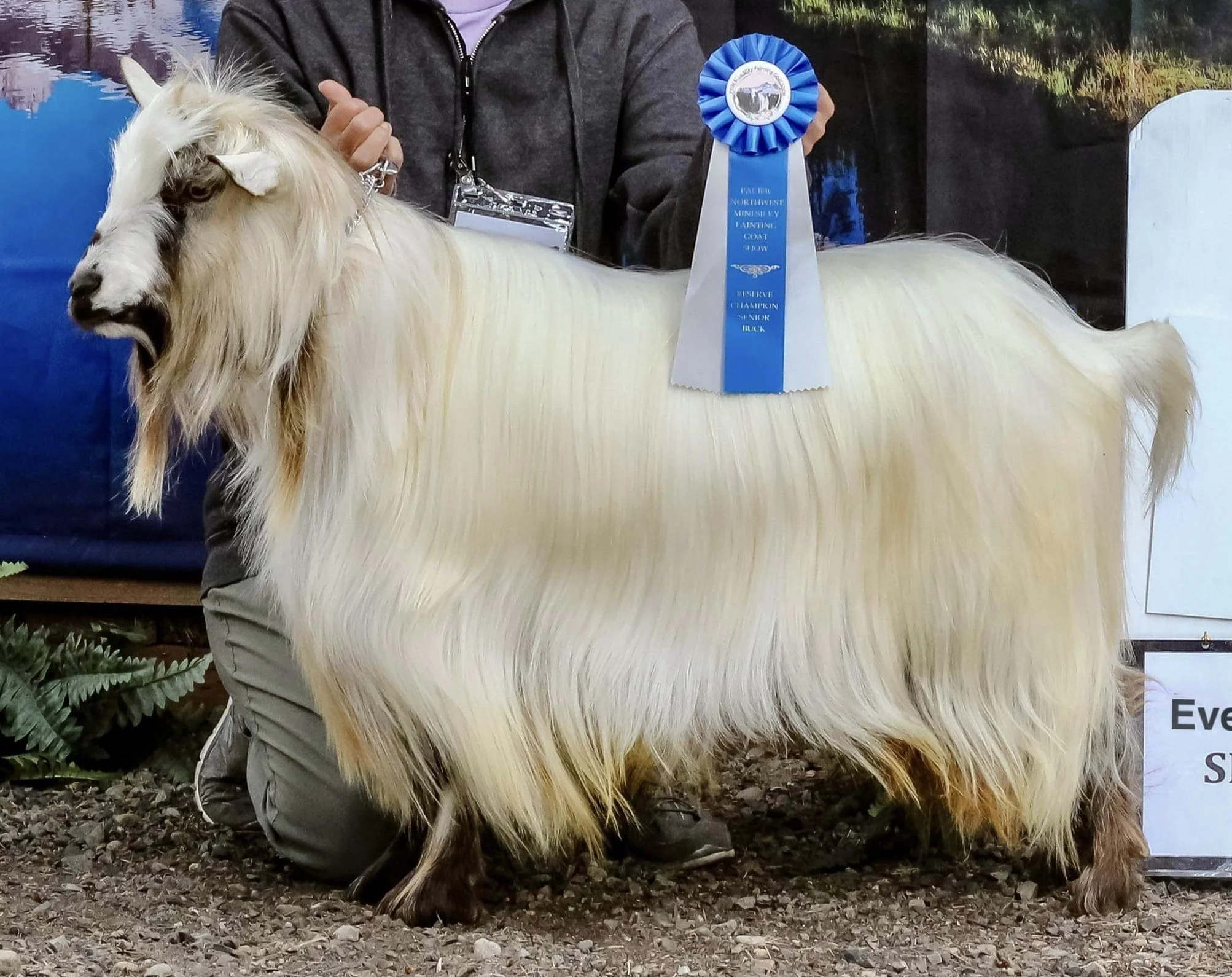 Frassenei Farms Myotonics & Mini-Silky Fainting Goats. — Frassenei Farms