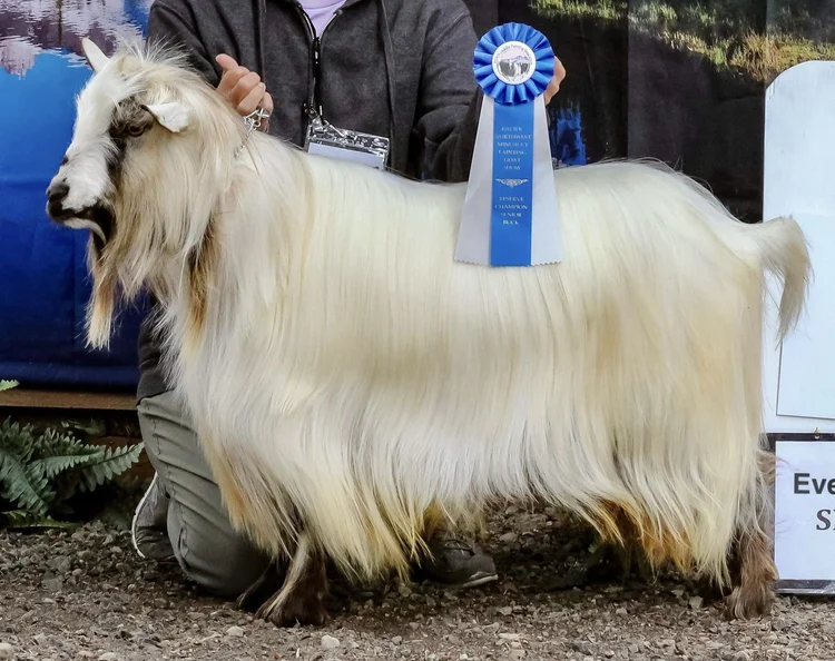 Frassenei Farms Myotonics & Mini-Silky Fainting Goats. — Frassenei Farms