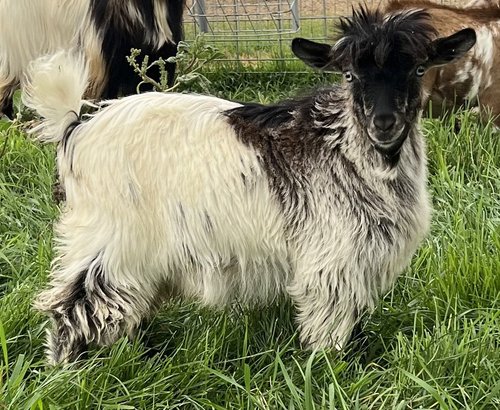 Frassenei Farms Myotonics & Mini-Silky Fainting Goats. — Frassenei Farms
