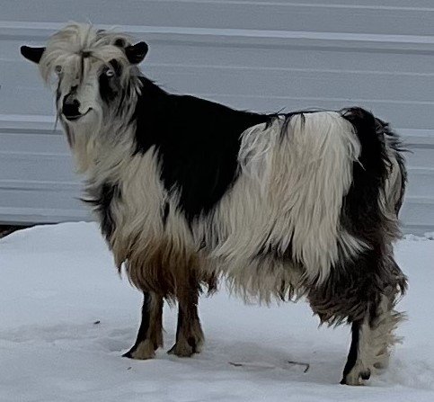 Frassenei Farms Myotonics & Mini-Silky Fainting Goats. — Frassenei Farms