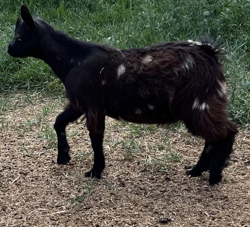 Frassenei Farms Myotonic and Mini Silky Fainting Goats. — Frassenei Farms