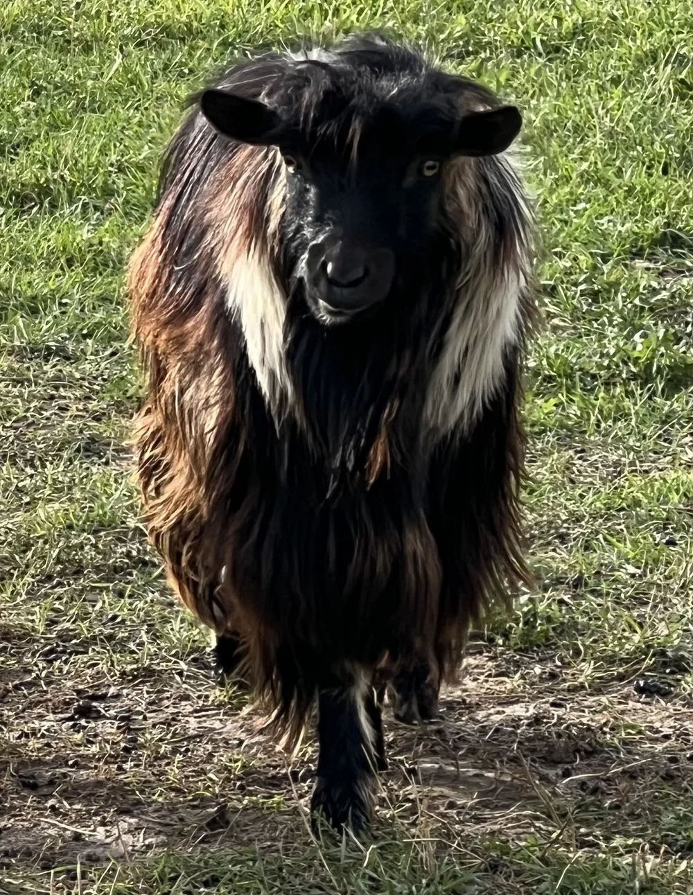 Frassenei Farms Myotonics & Mini-Silky Fainting Goats. — Frassenei Farms
