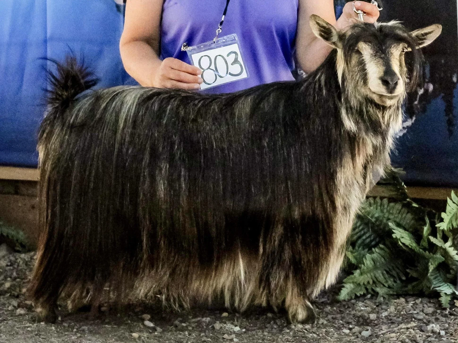 Frassenei Farms Myotonics & Mini-Silky Fainting Goats. — Frassenei Farms