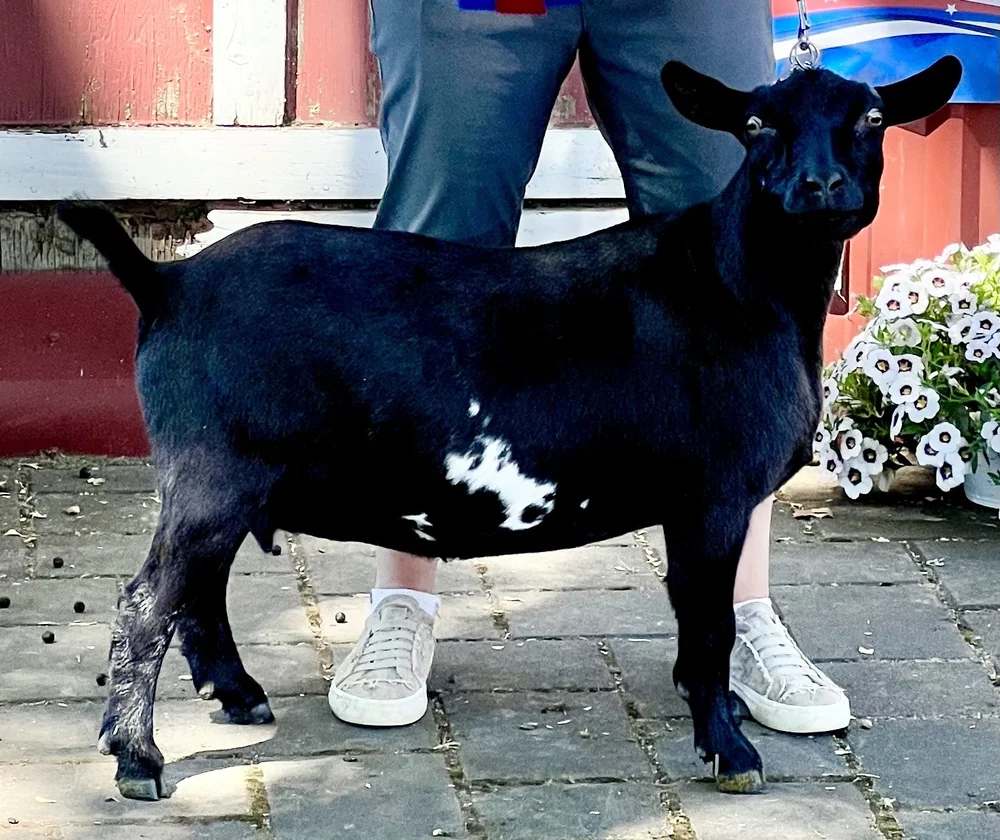 Miniature Myotonics — Frassenei Farms