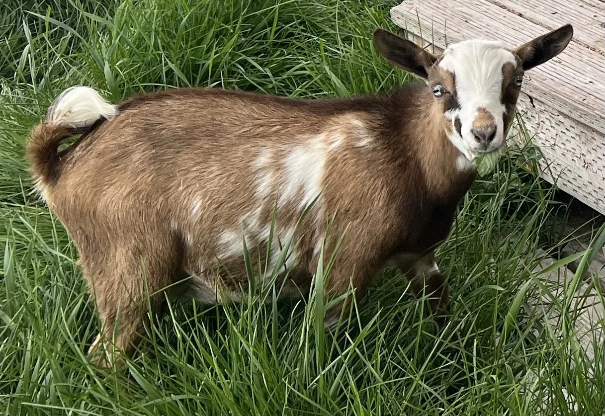 Miniature Myotonics — Frassenei Farms