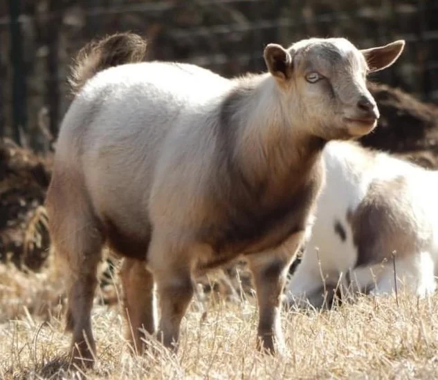 Miniature Myotonics — Frassenei Farms