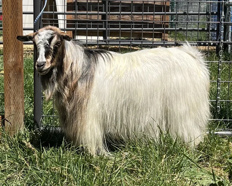 Frassenei Farms Myotonics & Mini-Silky Fainting Goats. — Frassenei Farms