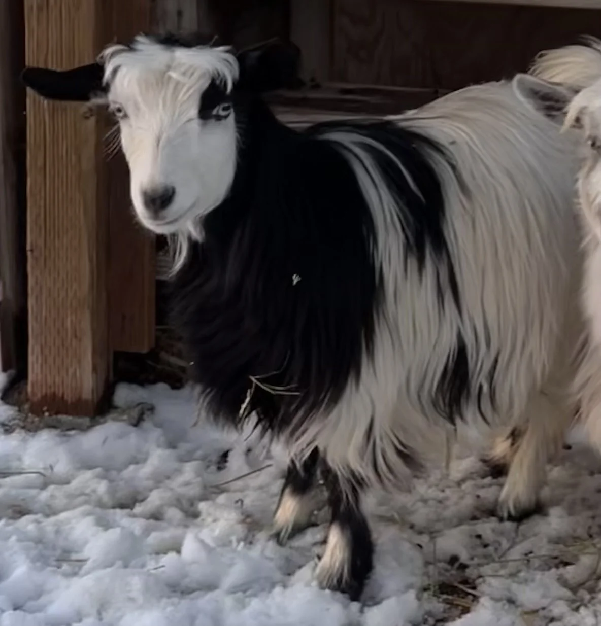 Frassenei Farms Myotonics & Mini-Silky Fainting Goats. — Frassenei Farms