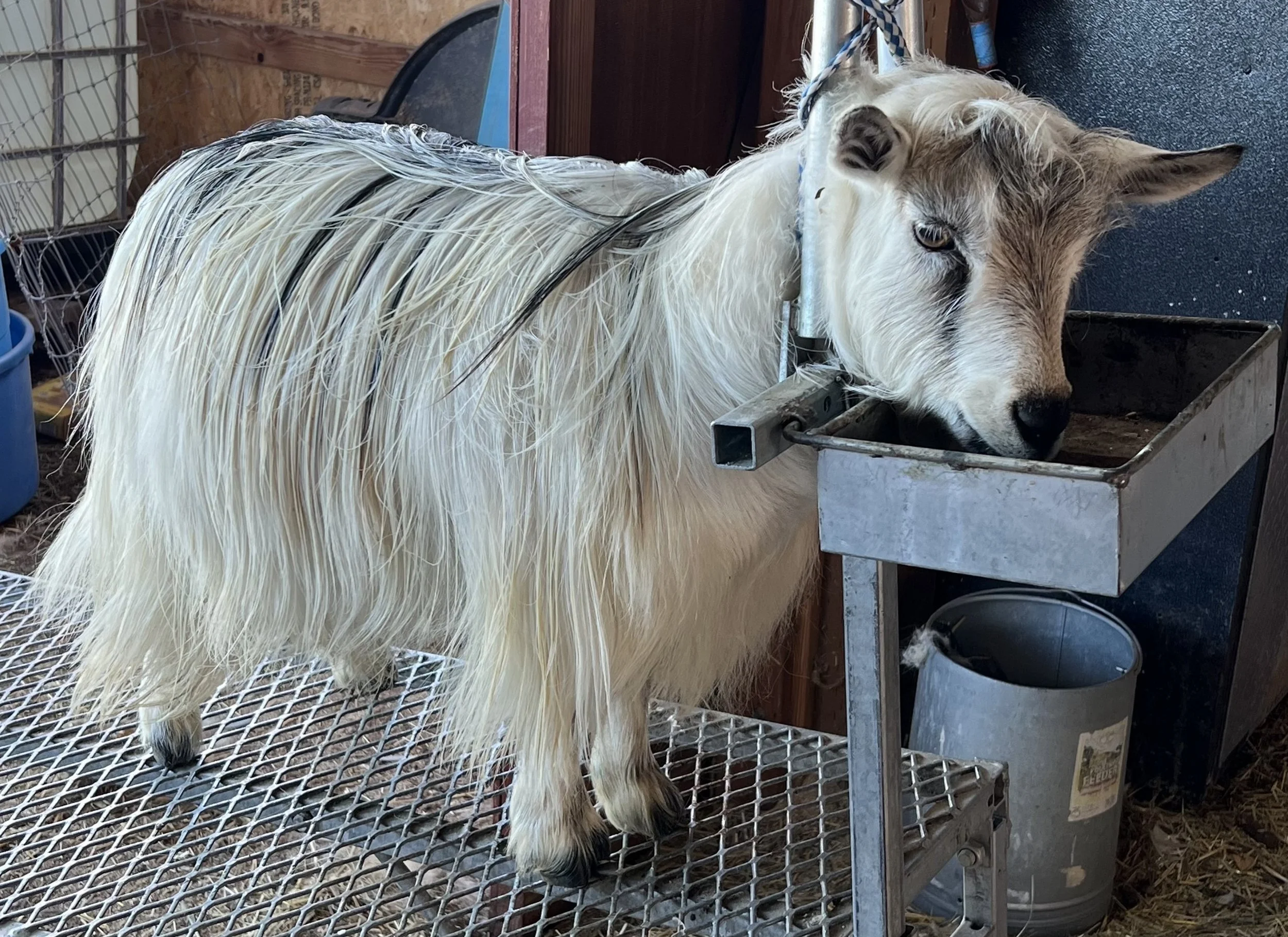 Frassenei Farms Myotonics & Mini-Silky Fainting Goats. — Frassenei Farms