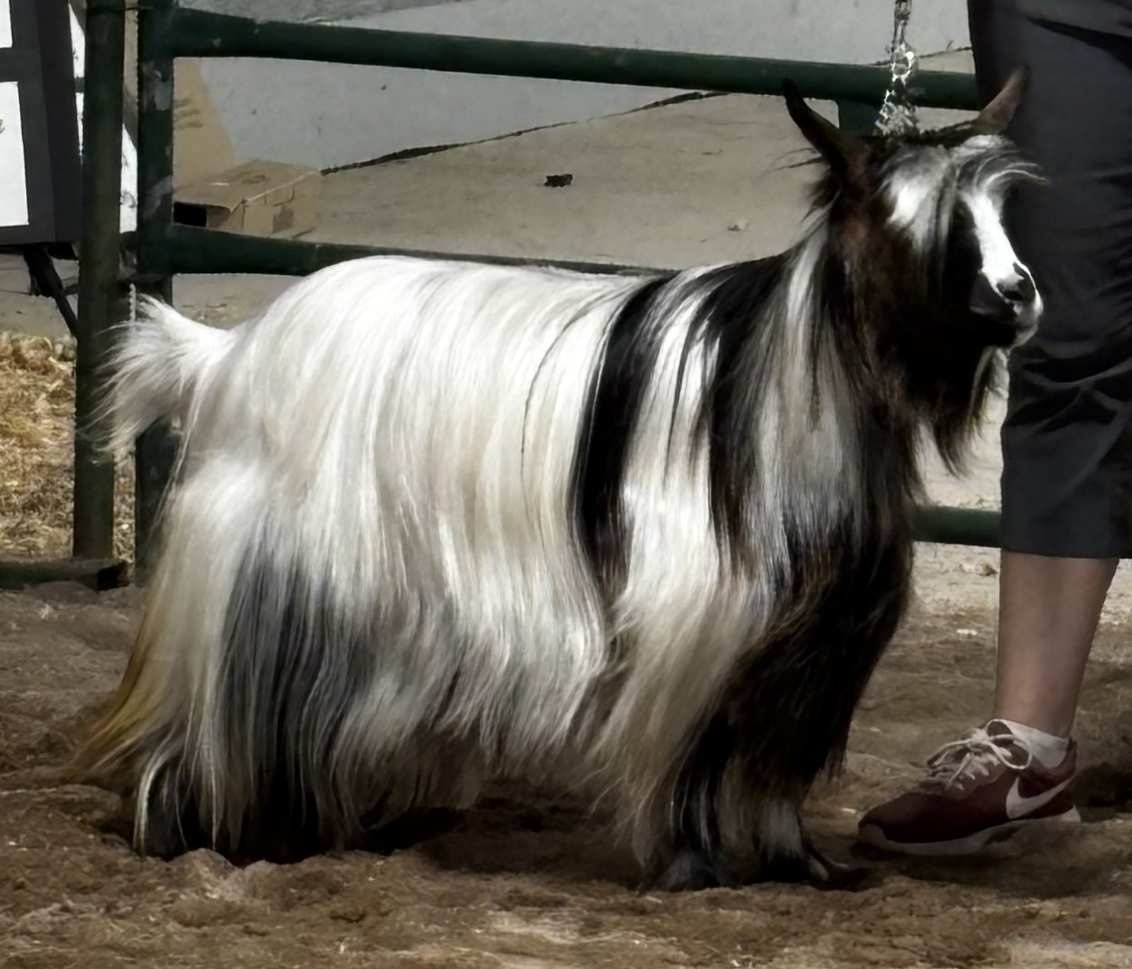 Frassenei Farms Myotonics & Mini-Silky Fainting Goats. — Frassenei Farms