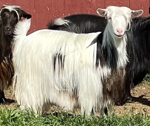 Frassenei Farms Myotonics & Mini-Silky Fainting Goats. — Frassenei Farms