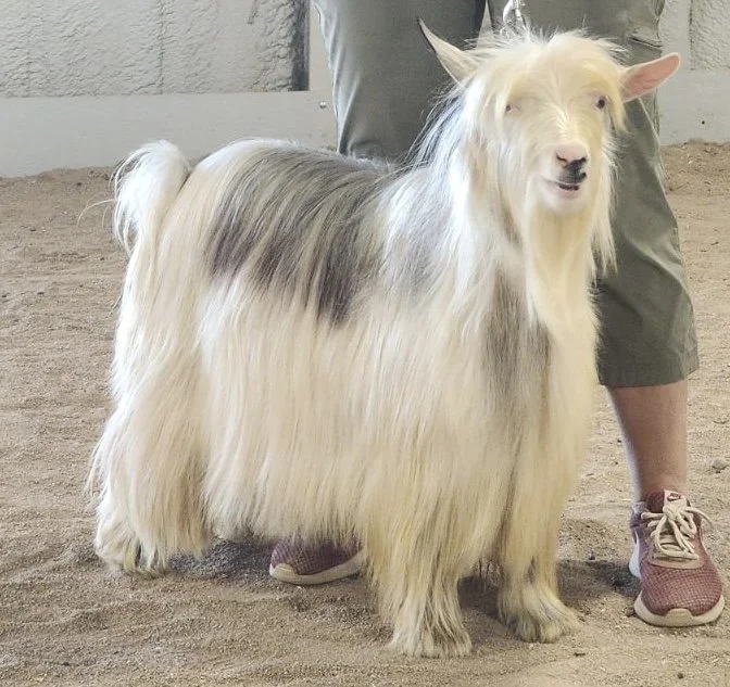 Frassenei Farms Myotonics & Mini-Silky Fainting Goats. — Frassenei Farms