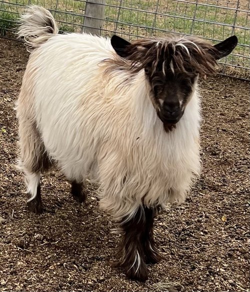Frassenei Farms Myotonics & Mini-Silky Fainting Goats. — Frassenei Farms