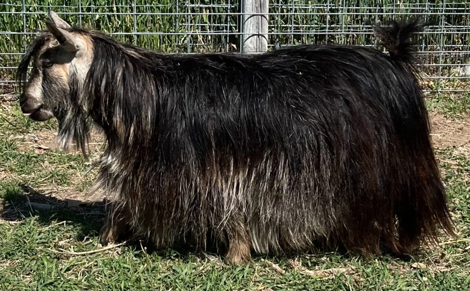 Frassenei Farms Myotonics & Mini-Silky Fainting Goats. — Frassenei Farms