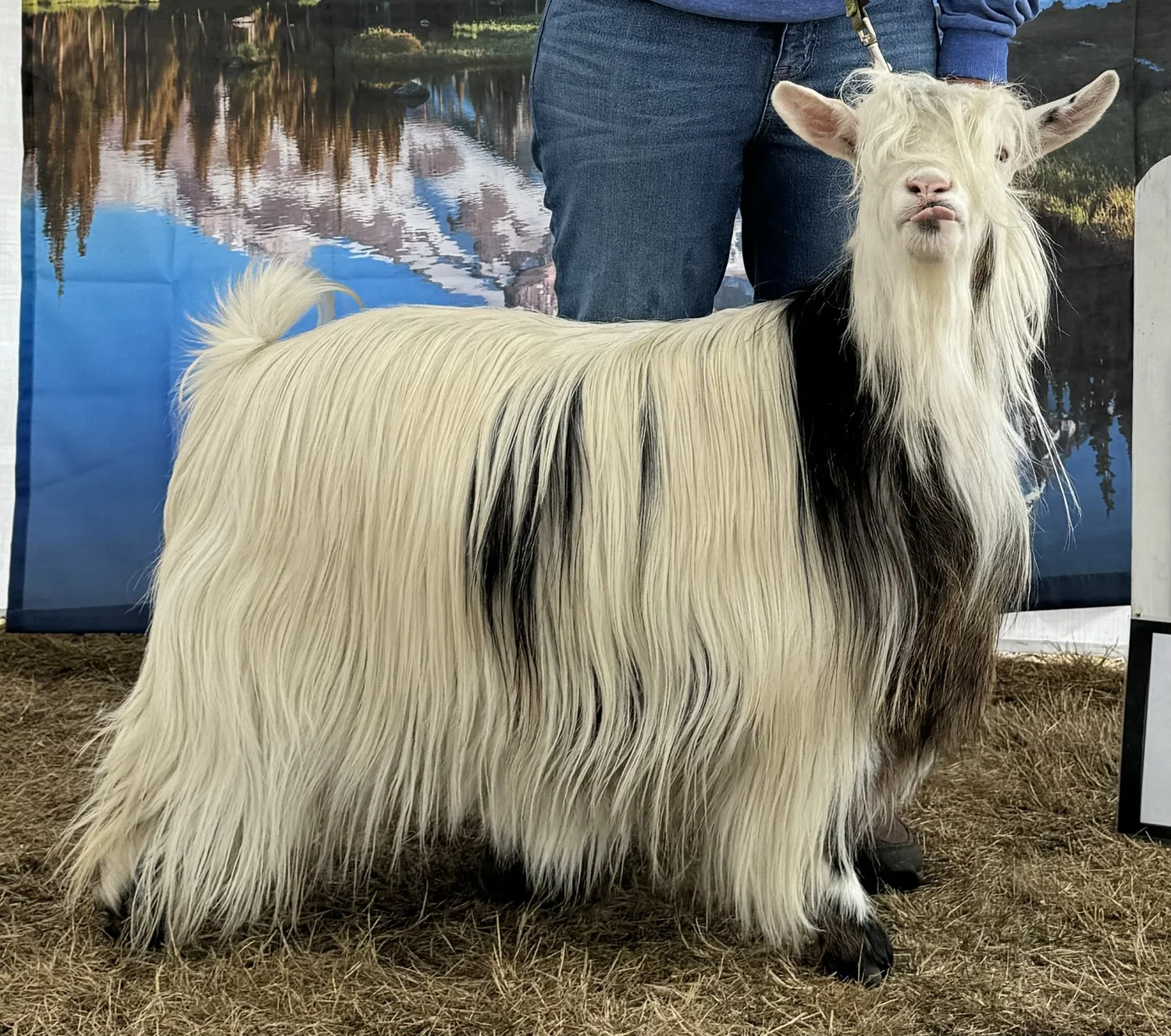 Frassenei Farms Myotonics & Mini-Silky Fainting Goats. — Frassenei Farms