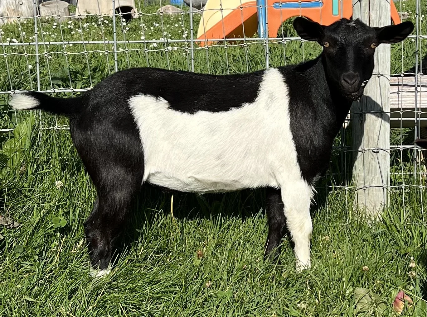 Frassenei Farms Myotonic and Mini Silky Fainting Goats. — Frassenei Farms