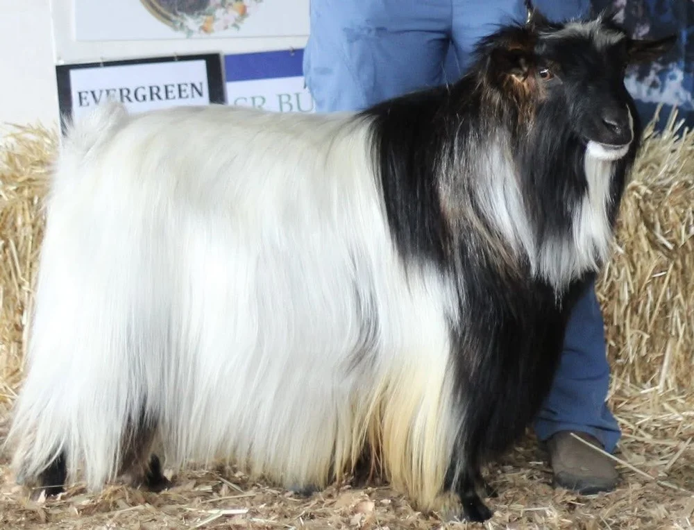Frassenei Farms Myotonics & Mini-Silky Fainting Goats. — Frassenei Farms
