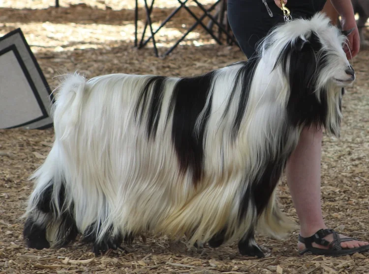 Frassenei Farms Myotonics & Mini-Silky Fainting Goats. — Frassenei Farms