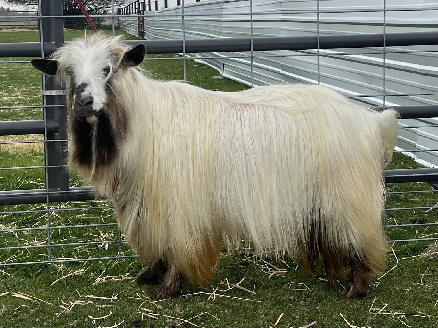Frassenei Farms Myotonics & Mini-Silky Fainting Goats. — Frassenei Farms