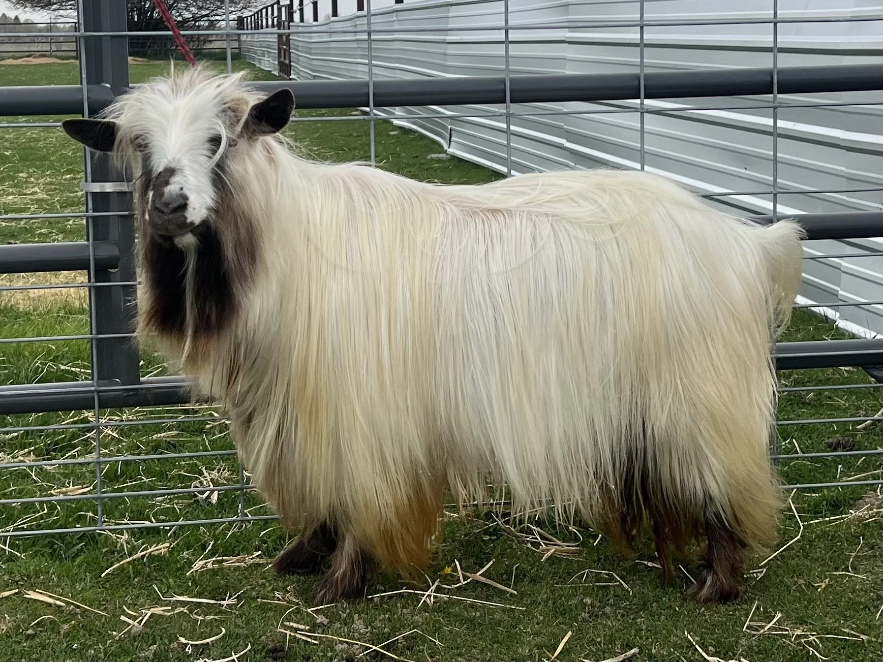 Frassenei Farms Myotonics & Mini-Silky Fainting Goats. — Frassenei Farms