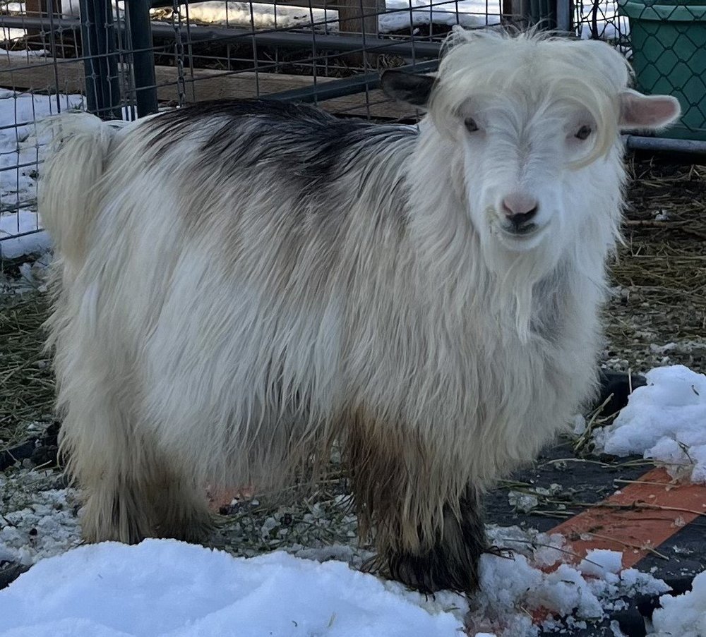 Frassenei Farms Myotonics & Mini-Silky Fainting Goats. — Frassenei Farms