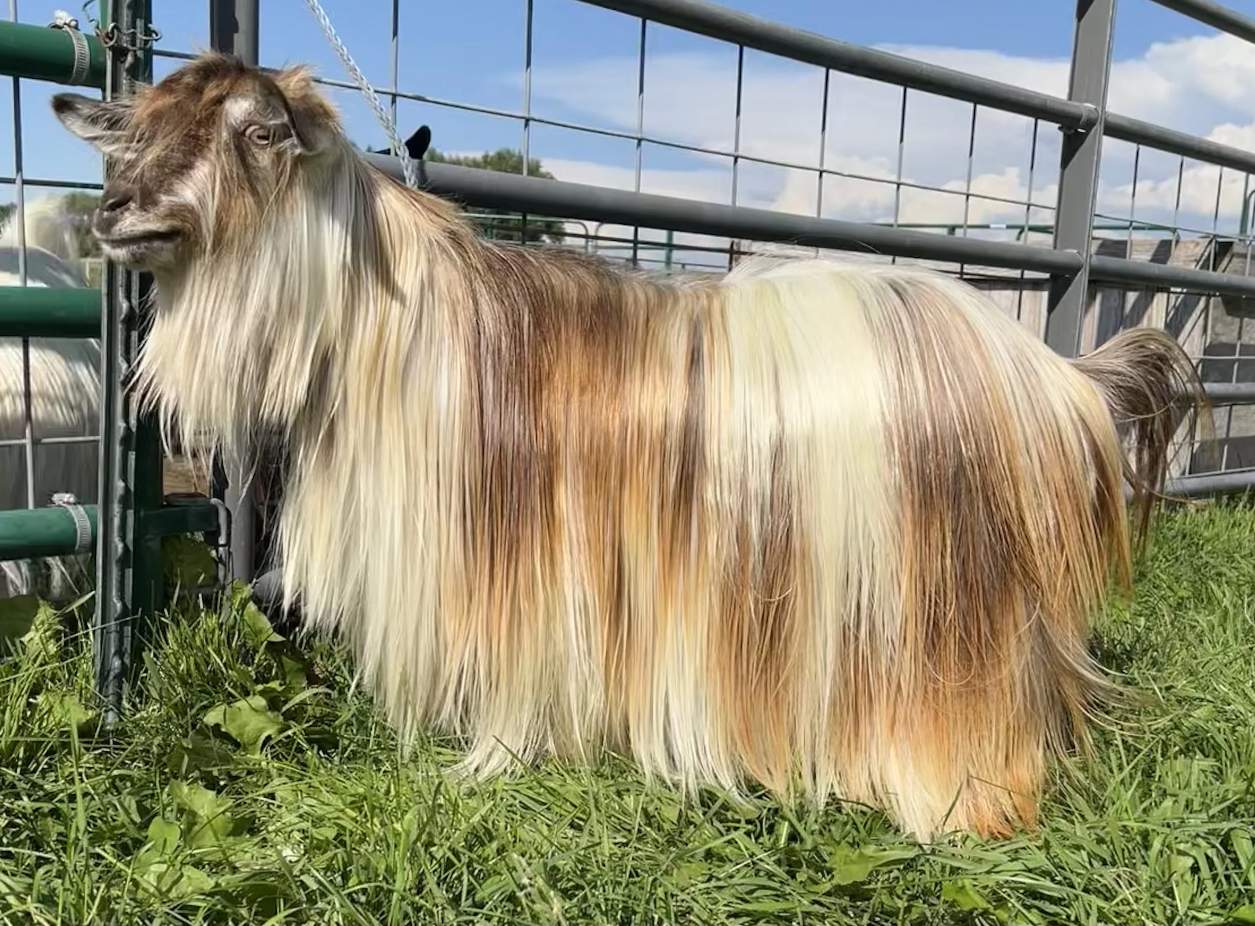 Frassenei Farms Myotonics & Mini-Silky Fainting Goats. — Frassenei Farms