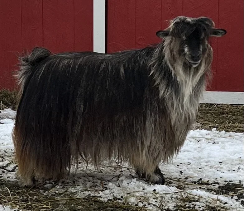 Frassenei Farms Myotonics & Mini-Silky Fainting Goats. — Frassenei Farms