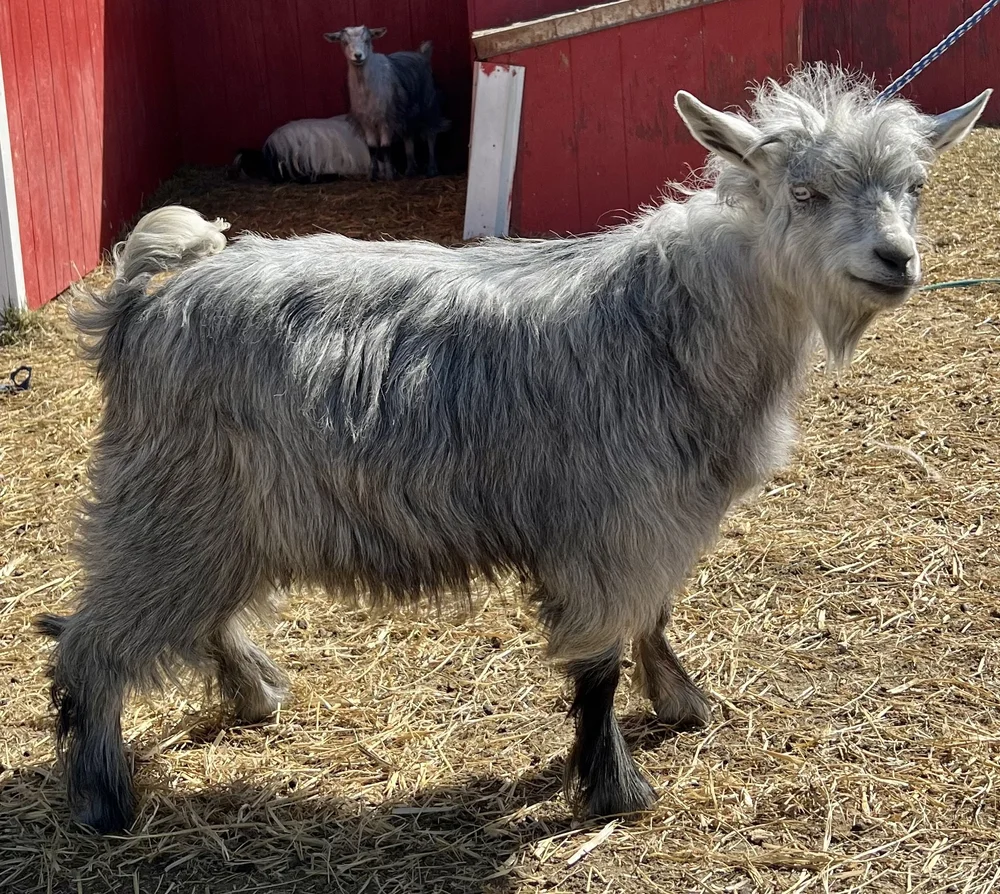 Frassenei Farms Myotonics & Mini-Silky Fainting Goats. — Frassenei Farms