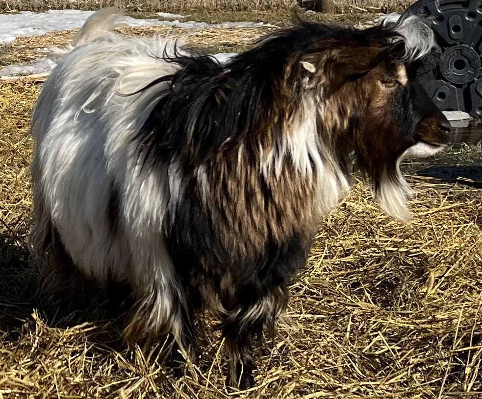Frassenei Farms Myotonics & Mini-Silky Fainting Goats. — Frassenei Farms