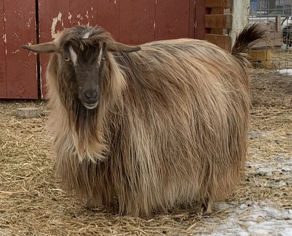 Frassenei Farms Myotonics & Mini-Silky Fainting Goats. — Frassenei Farms