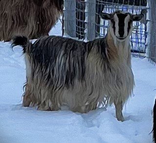 Frassenei Farms Myotonics & Mini-Silky Fainting Goats. — Frassenei Farms