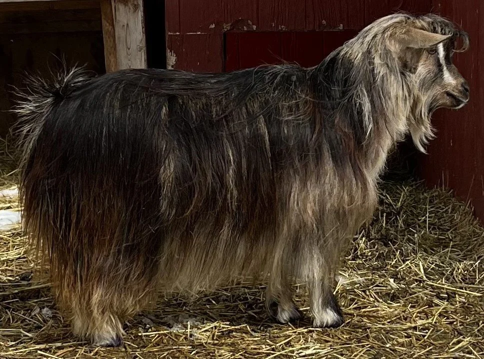 Frassenei Farms Myotonics & Mini-Silky Fainting Goats. — Frassenei Farms