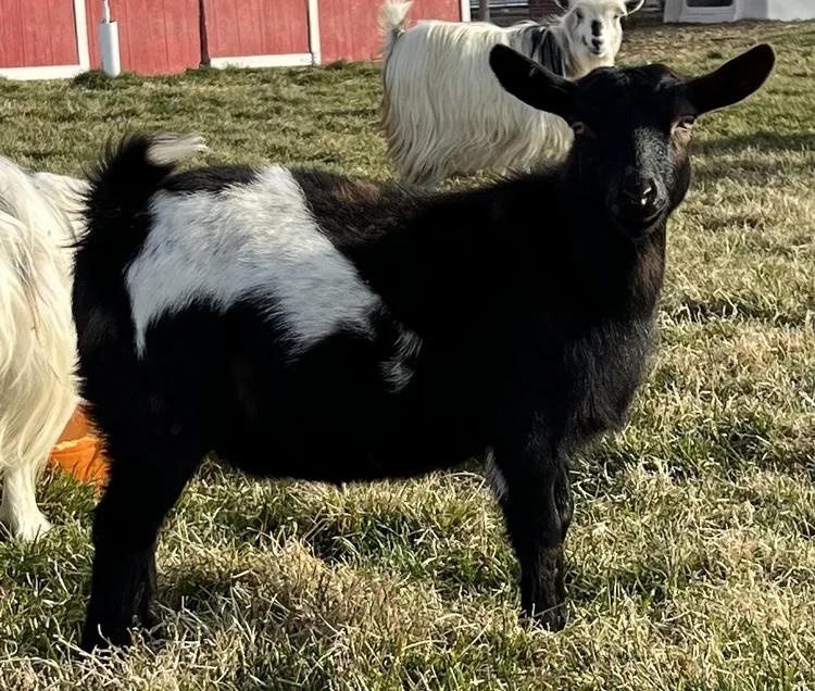 Miniature Myotonics — Frassenei Farms