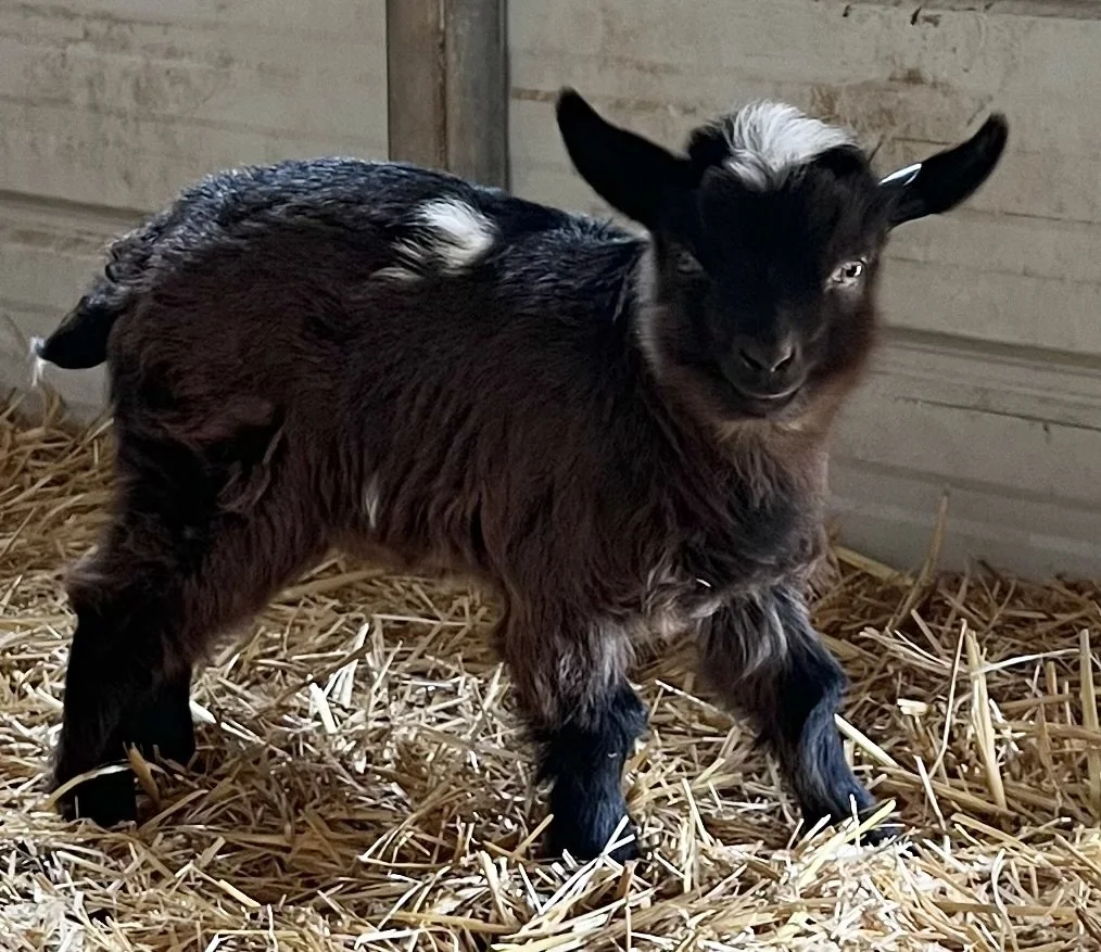Frassenei Farms Myotonics & Mini-Silky Fainting Goats. — Frassenei Farms