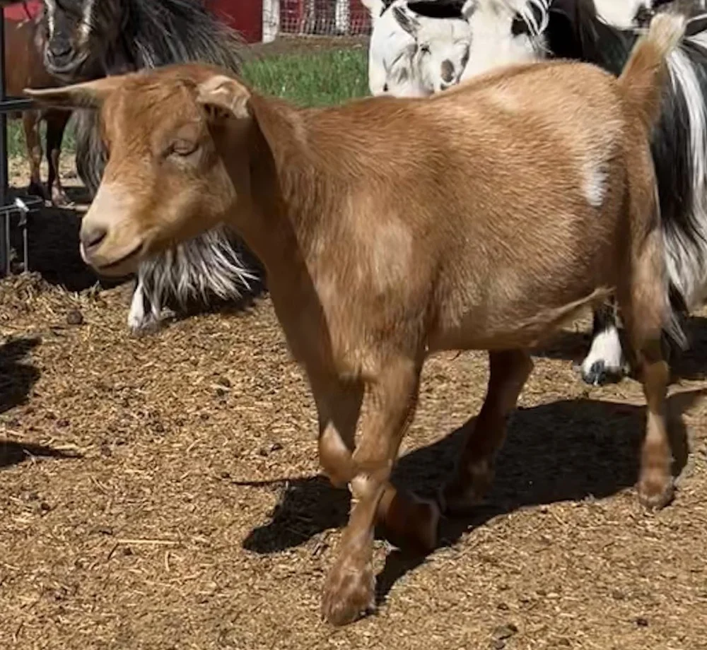 Miniature Myotonics — Frassenei Farms