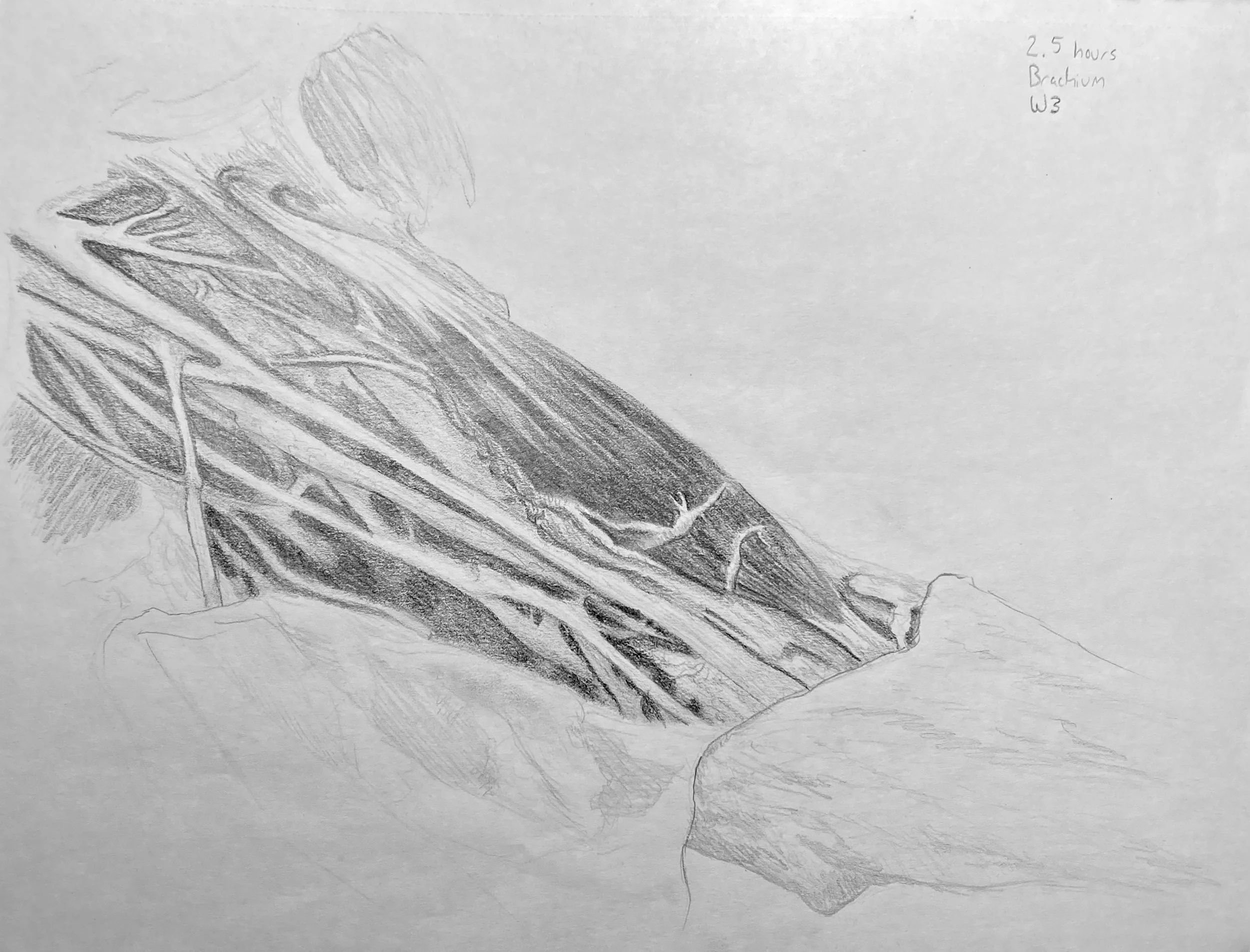 Arm Cadaver Sketch — Miles Rocktaschel