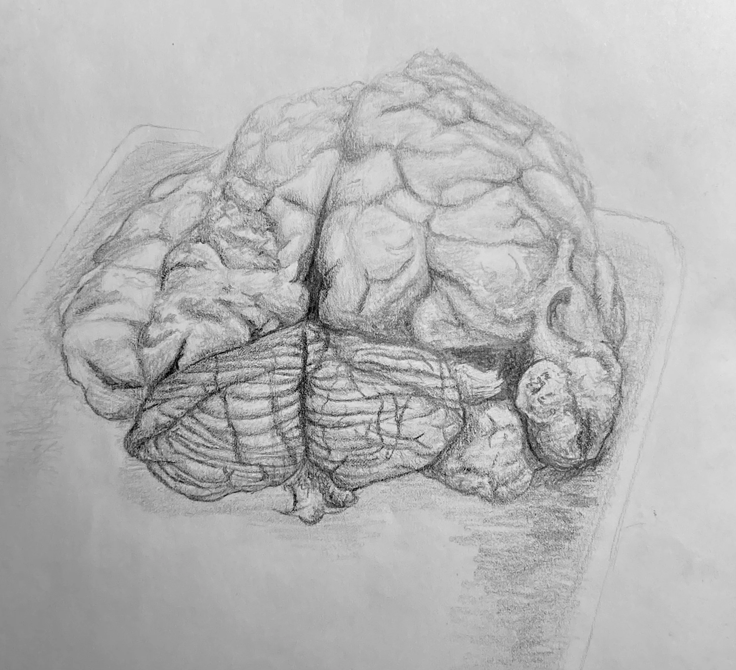 Brain Cadaver Sketch — Miles Rocktaschel