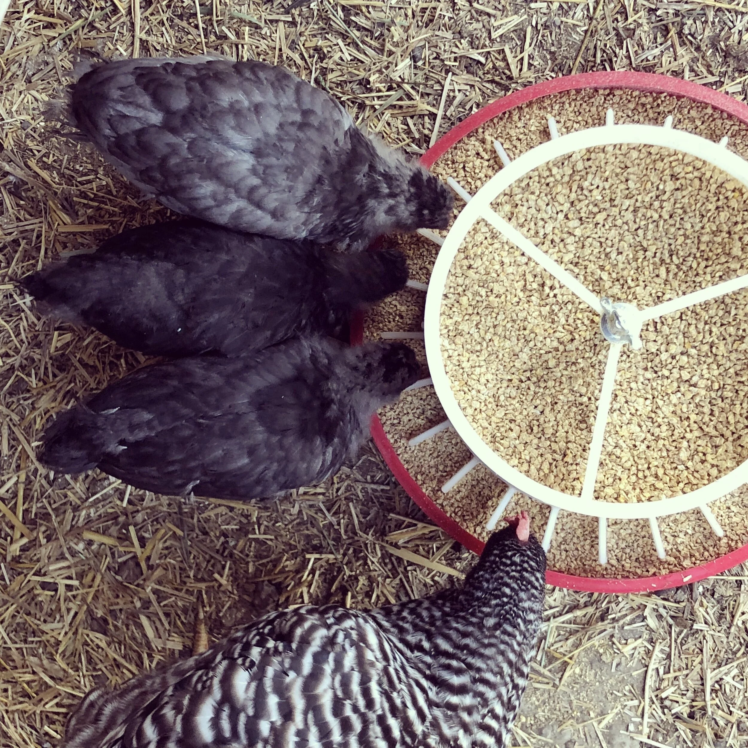 Gallery — SPOTTED ASS RANCH