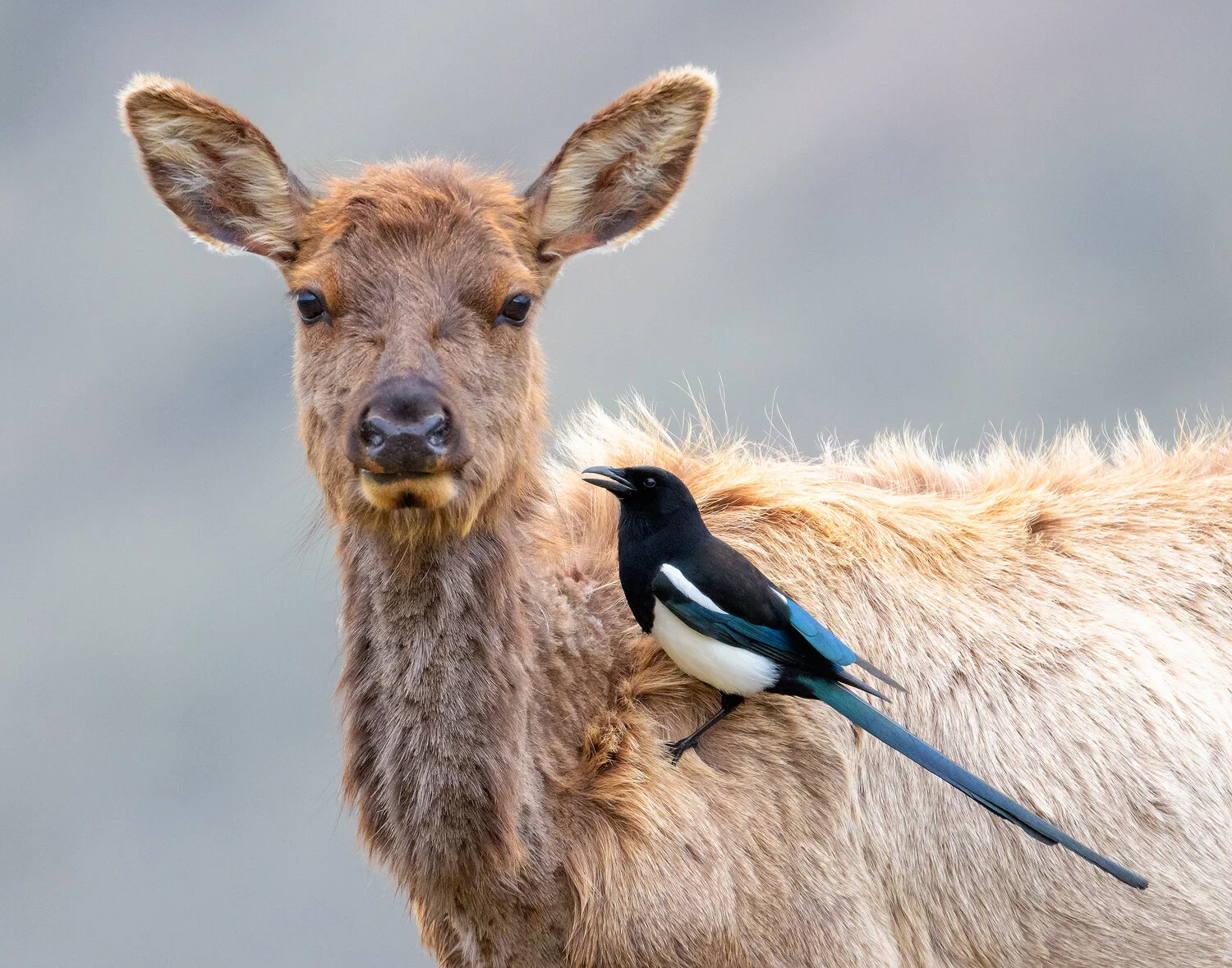 Mammals — Jean Tuomi