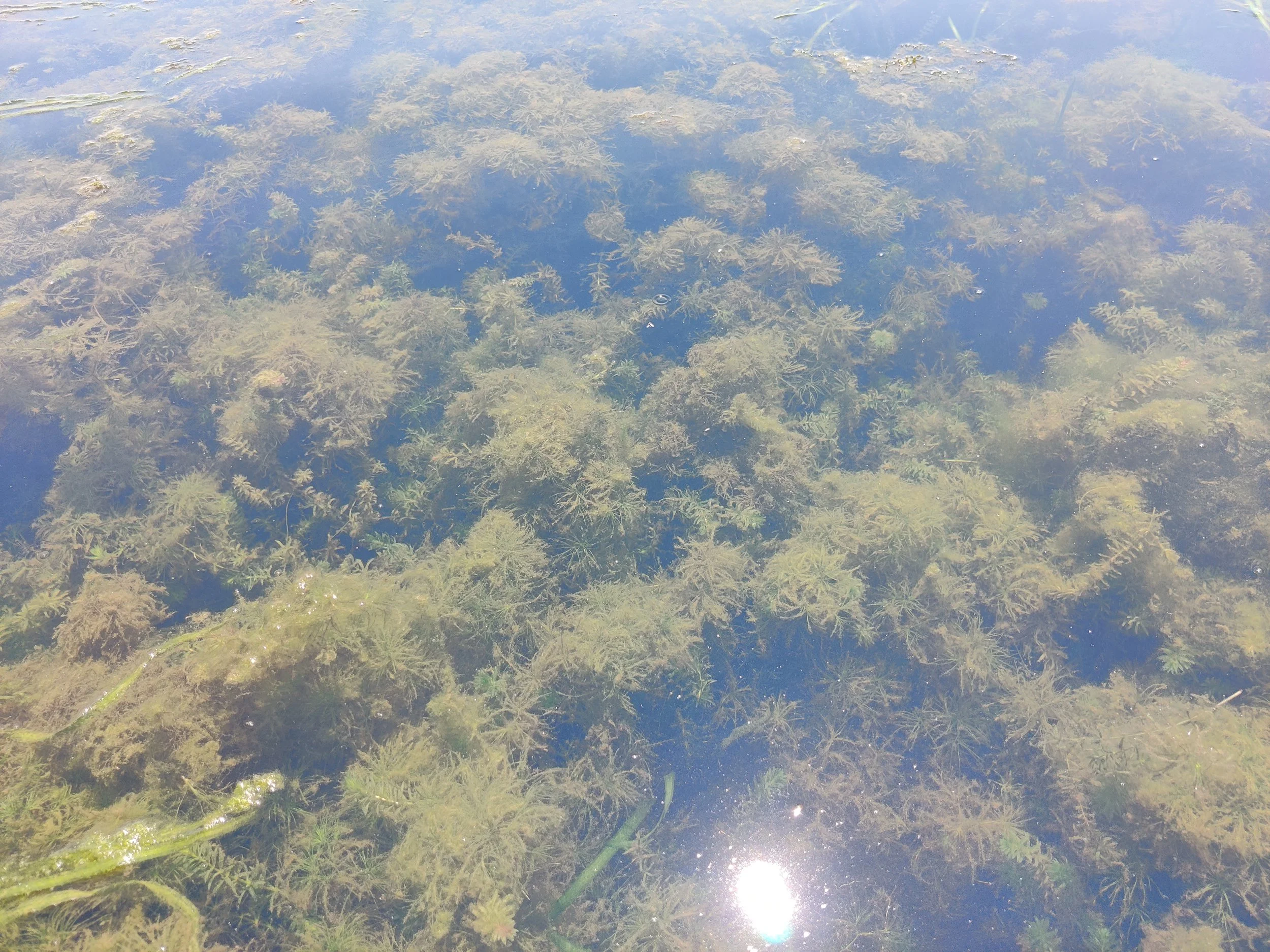 Submerged Aquatic Vegetation Monitoring — Havre de Grace Maritime Museum
