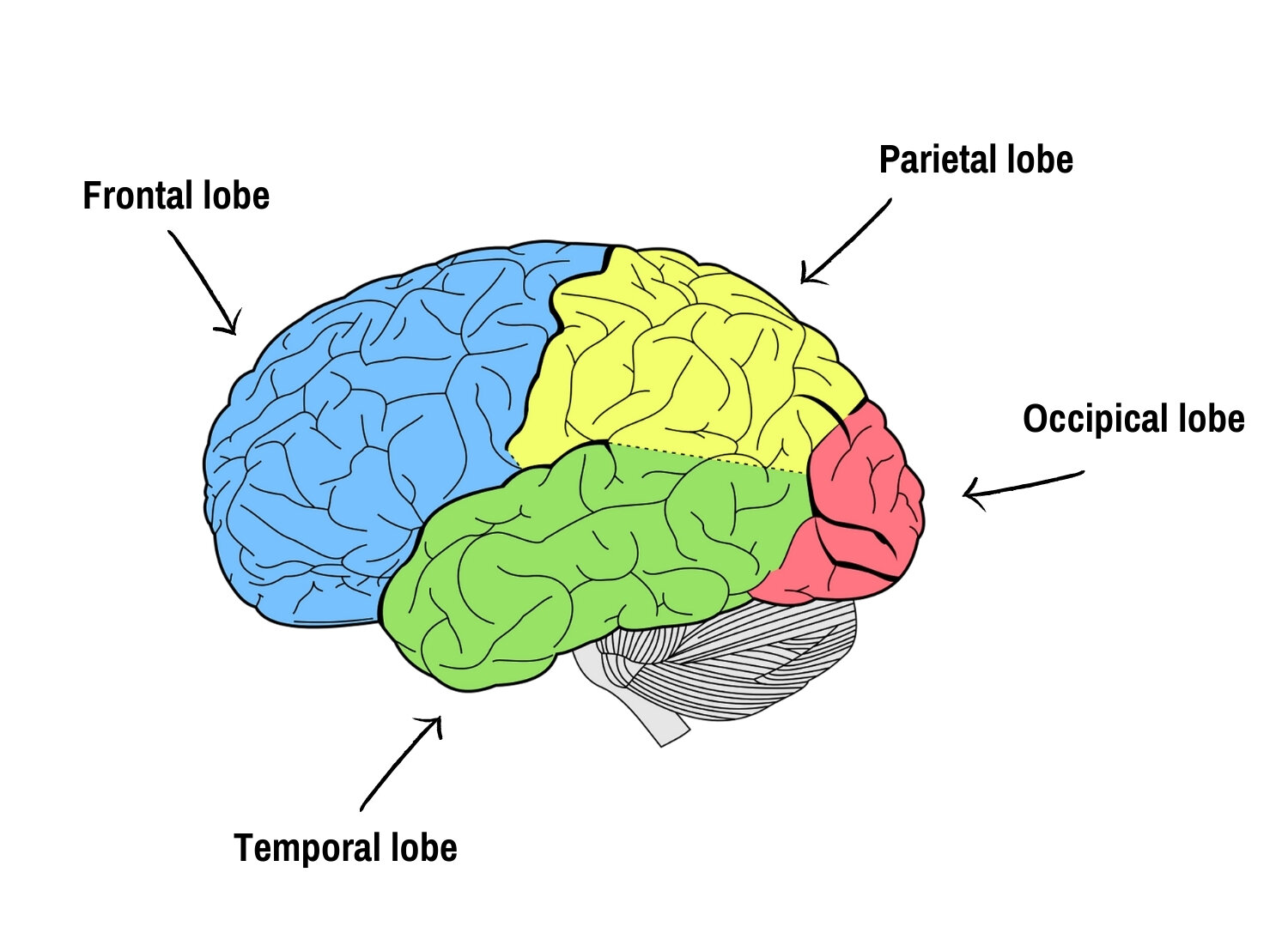 The lobes of your brain - epilepsy - neurology - Epilepsy Sparks ...