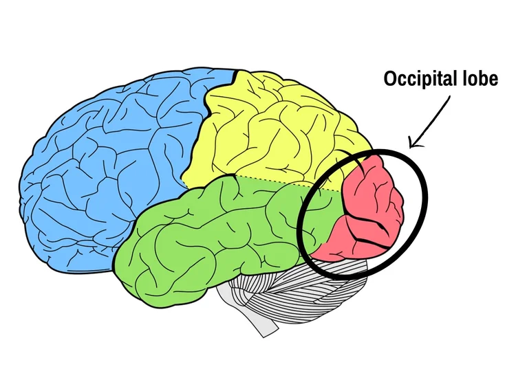 The lobes of your brain - epilepsy - neurology - Epilepsy Sparks ...