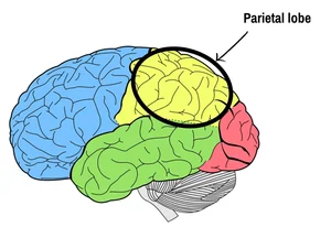The lobes of your brain - epilepsy - neurology - Epilepsy Sparks ...