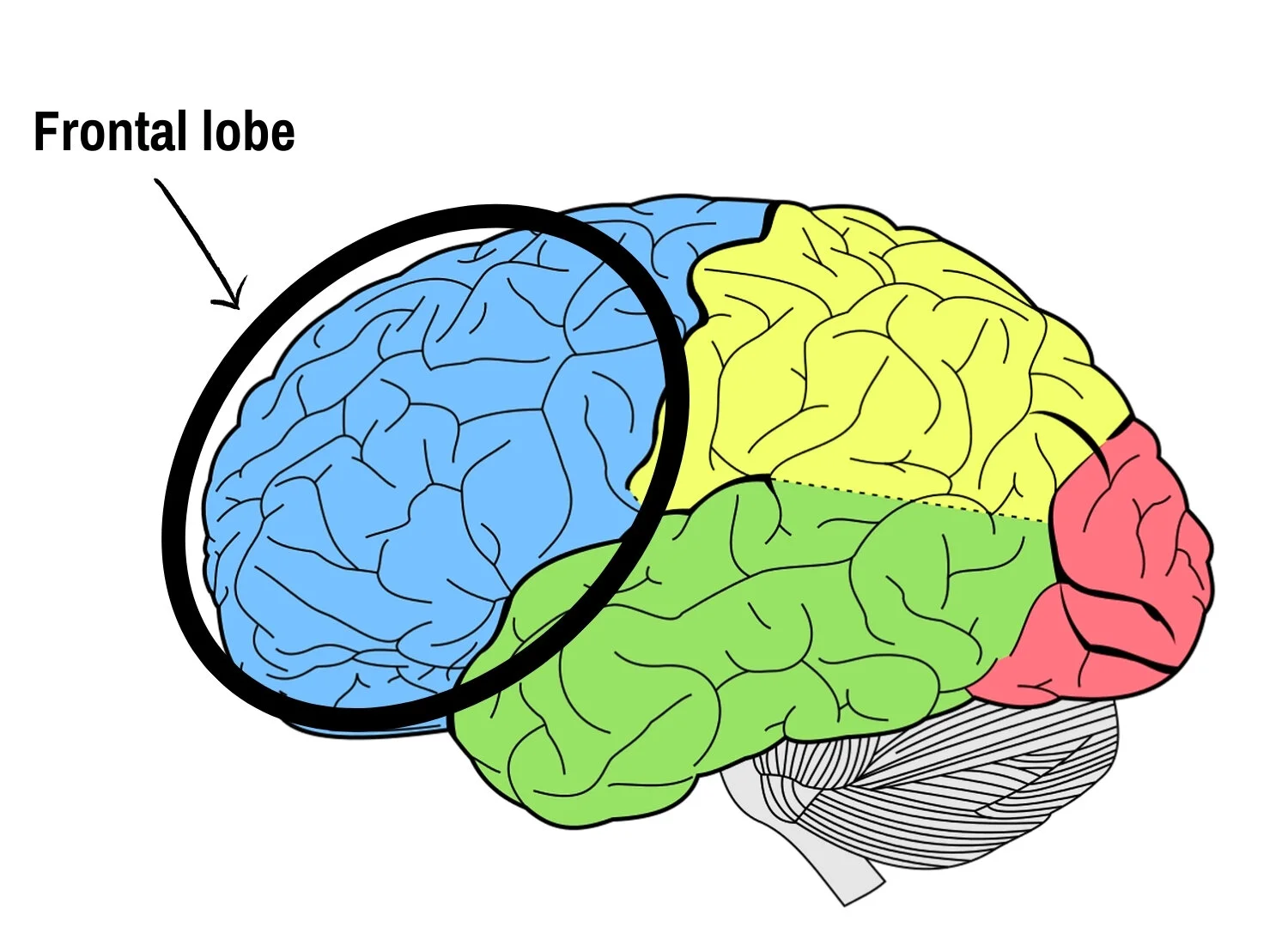 The lobes of your brain - epilepsy - neurology - Epilepsy Sparks ...