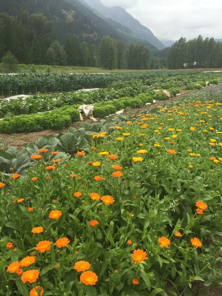 Rootdown Organic Farm