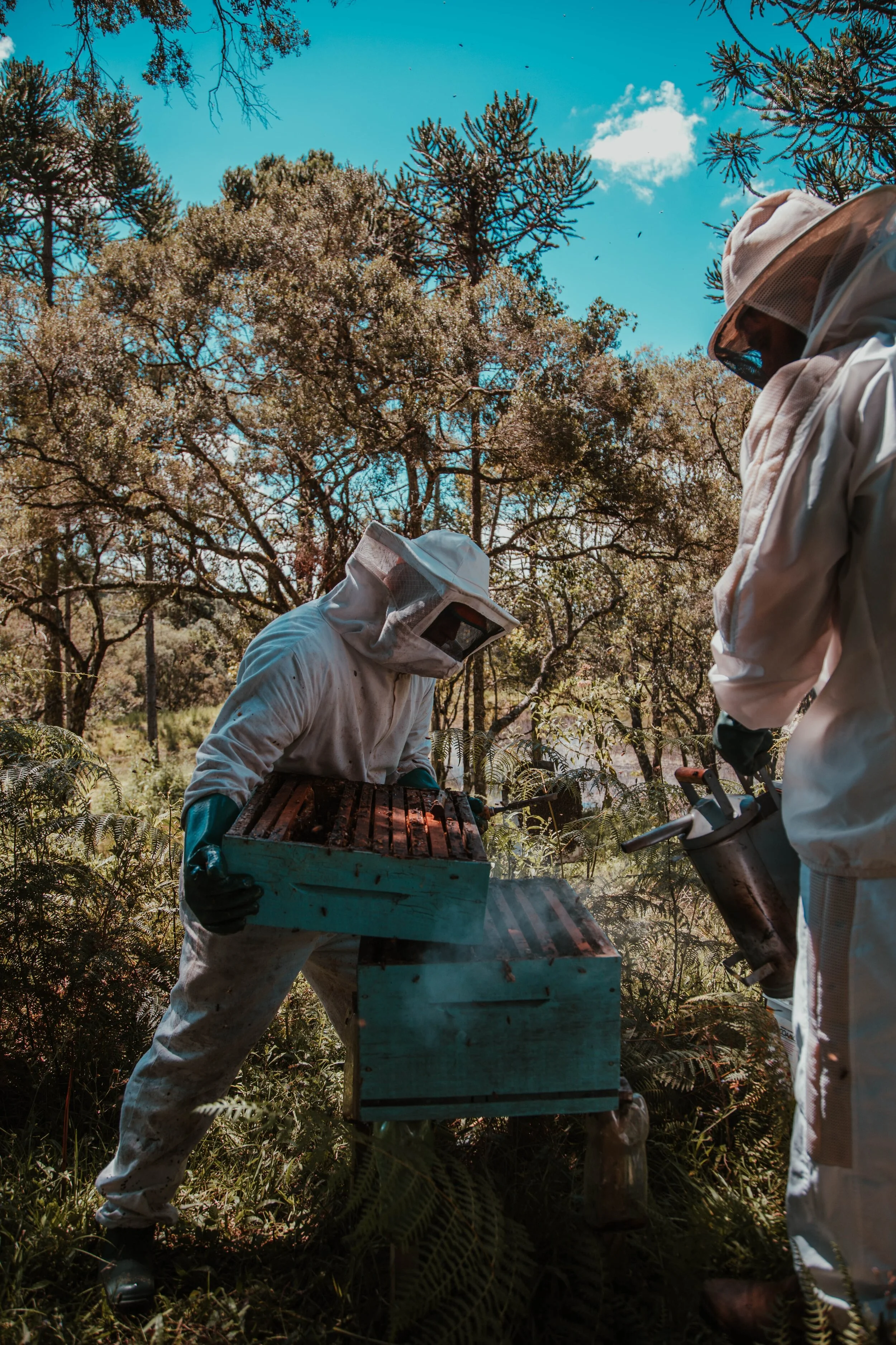 Honey Bee Hive Maintenance Services — PachaMama Bees